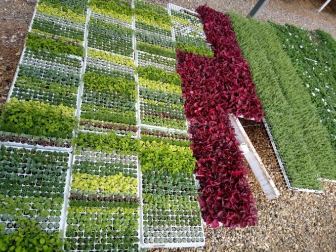 Floating EPS Foam Plastic Seedling Tray Recycled 160 Round Cell Seed Tray